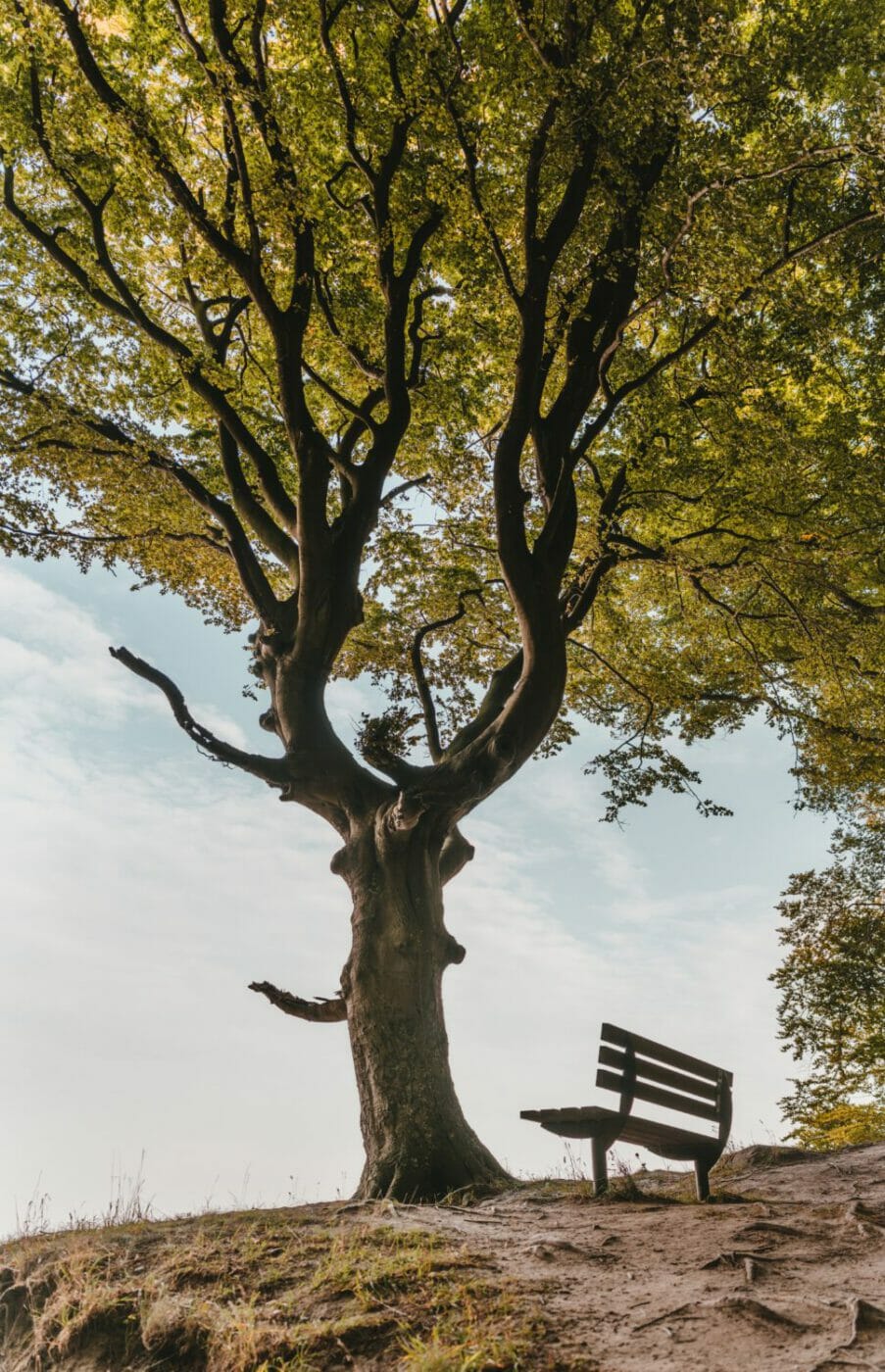 Zimbabwe Encourages Mental Wellness through Talk Therapy on a Bench ...