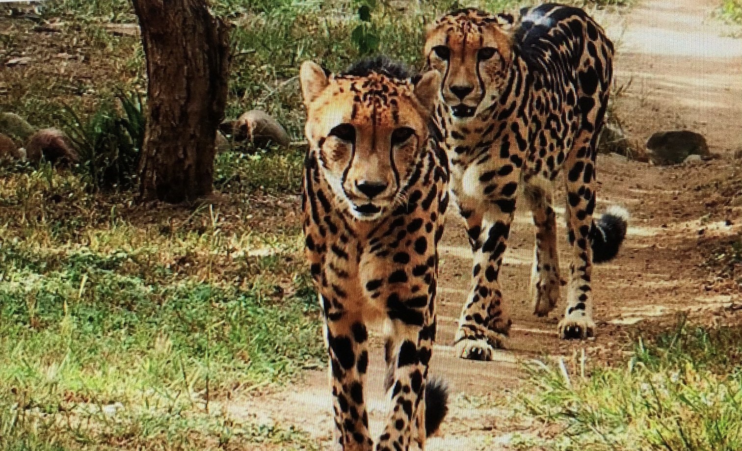 WANT TO LIVE WITH 60 CHEETAHS?